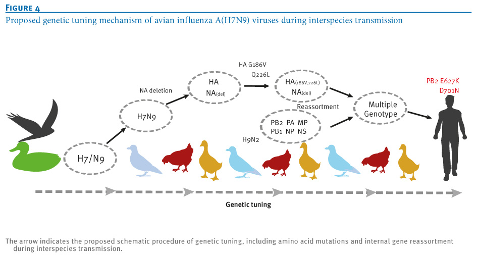 Avian Flu Diary Eurosurveillance Genetic Tuning Of Avian H7n9 During